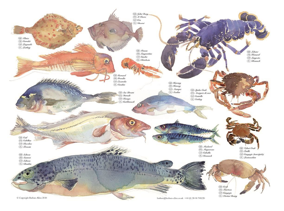 Barbara Allen Variety Glass Splashback